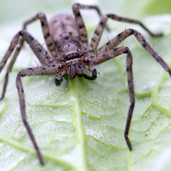 Spider | Project Noah