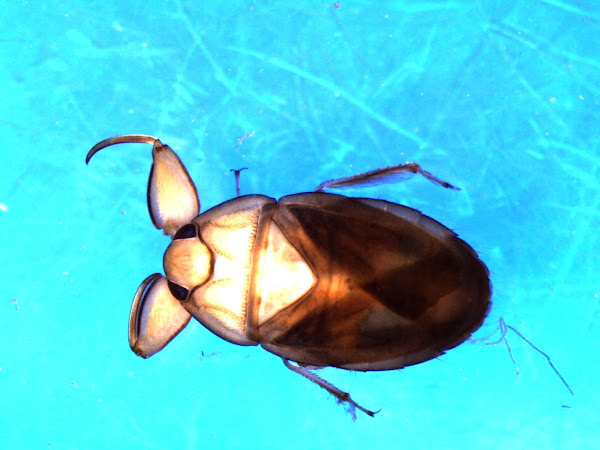 Creeping Water Bug | Project Noah