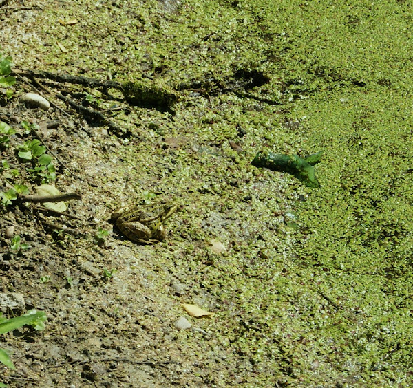 Pool Frog | Project Noah