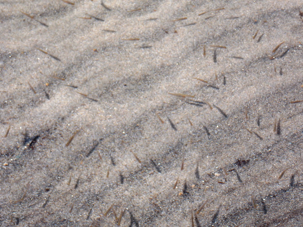 Rainbow Trout minnows | Project Noah