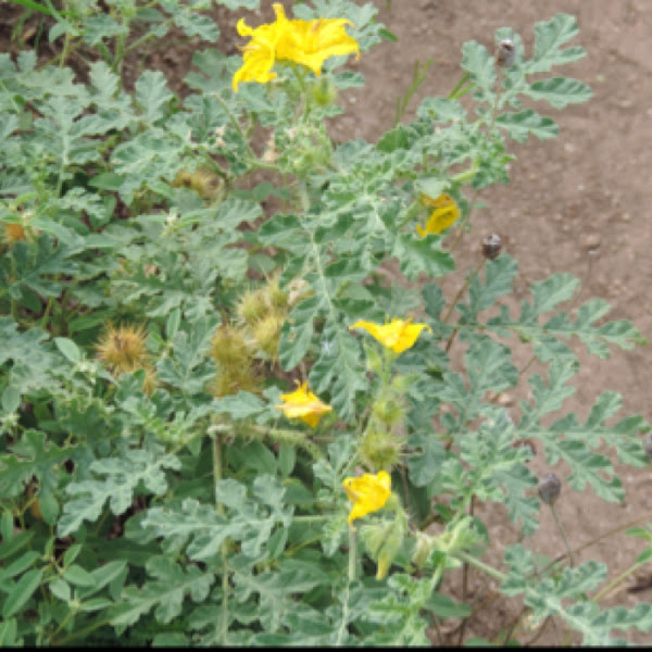 Buffalo Bur seed pods | Project Noah