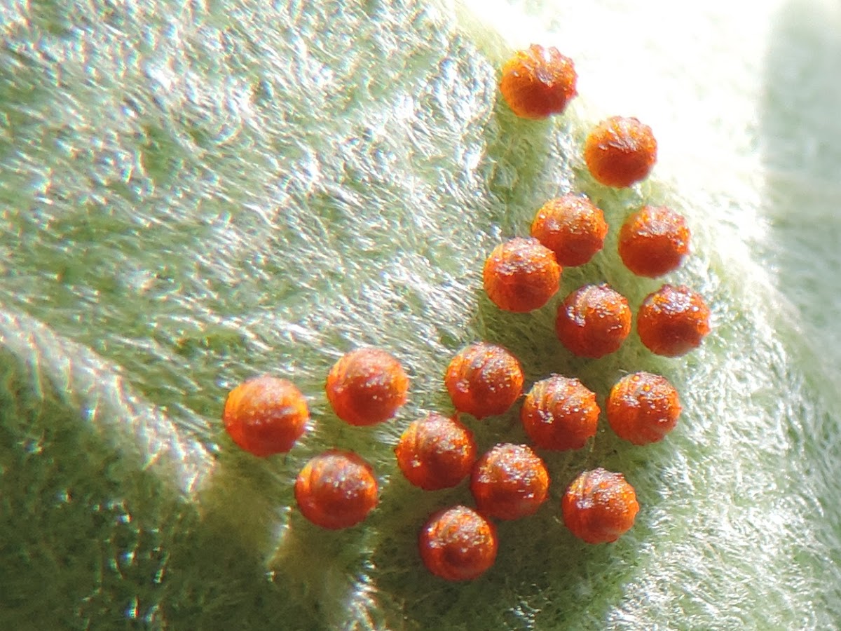 Pipevine Swallowtail Butterfly Eggs | Project Noah