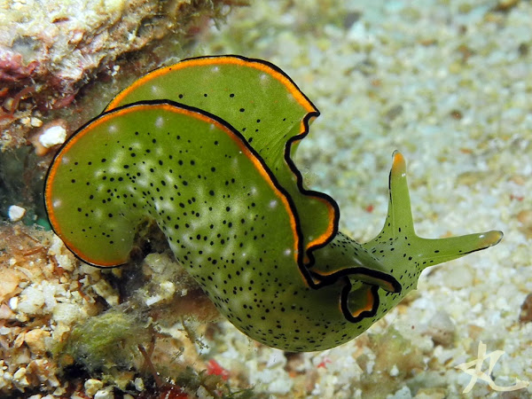 Ornate Elysia | Project Noah