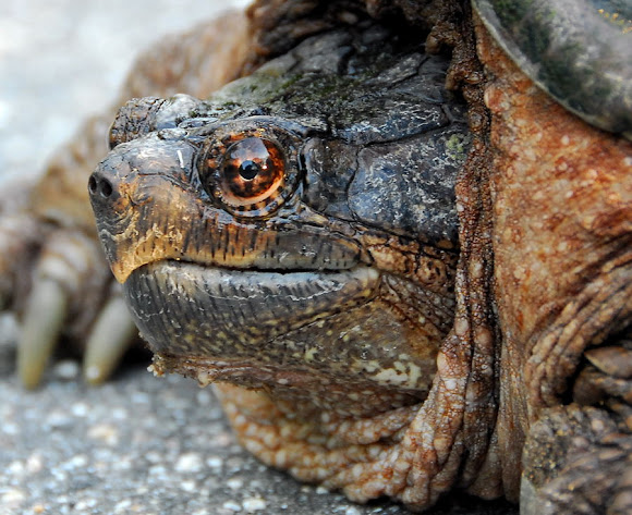 Common Snapping Turtle | Project Noah