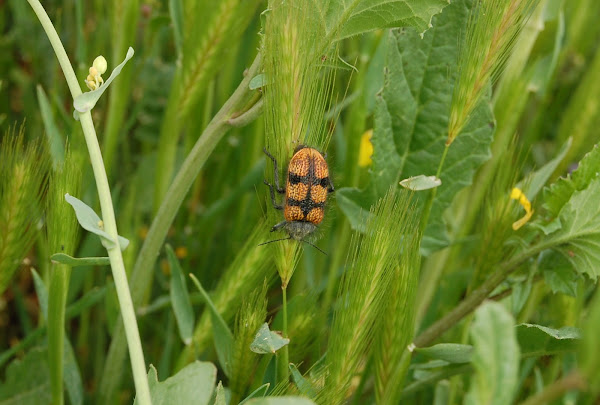 Pololo común | Project Noah