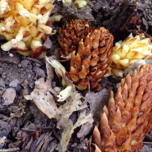 American cancer-root | Project Noah