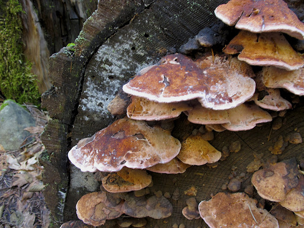 Lacquered Bracket | Project Noah