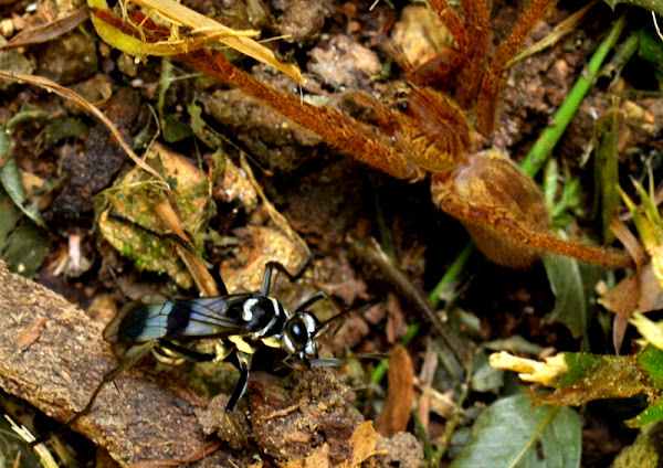 Tarantula Hawk Wasp (female) | Project Noah