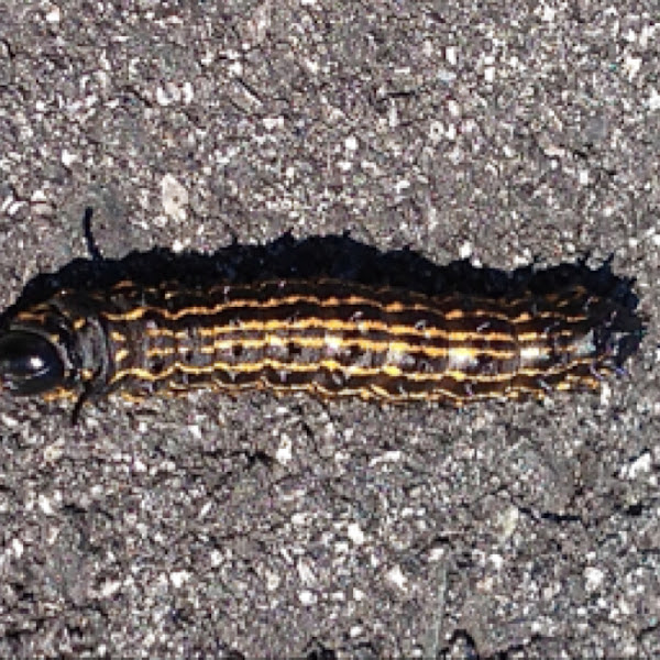 Orange-striped oak worm | Project Noah