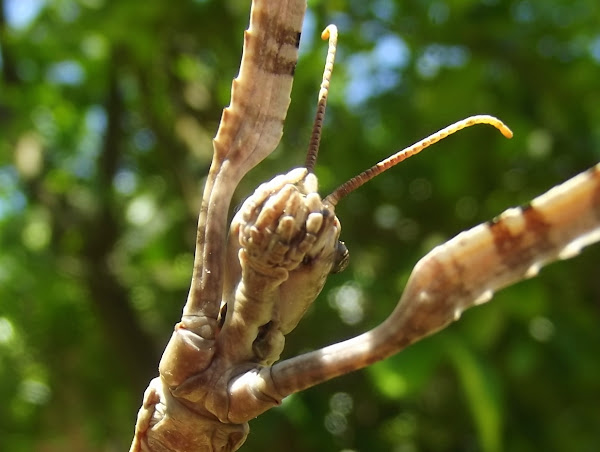 Nymph - goliath stick insect | Project Noah