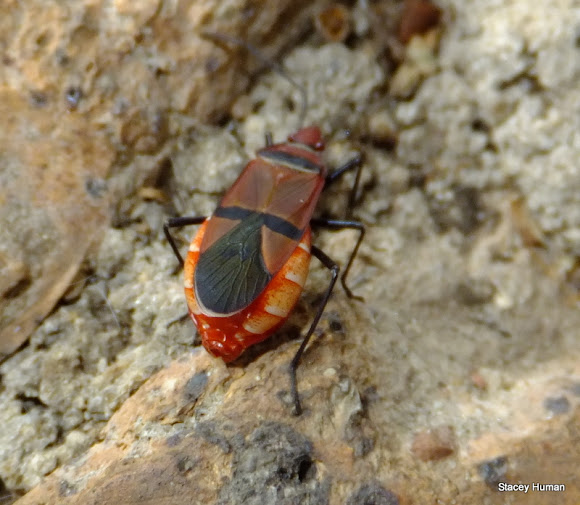 Cotton Stainer Bug | Project Noah