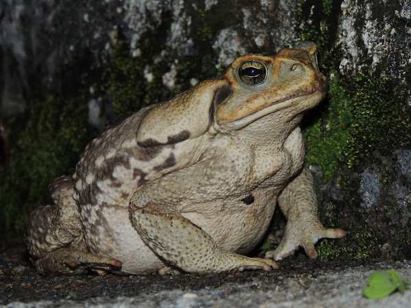 Giant Marine Toad/Cane Toad | Project Noah