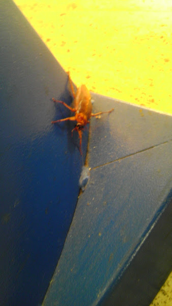 Cockroach | Project Noah