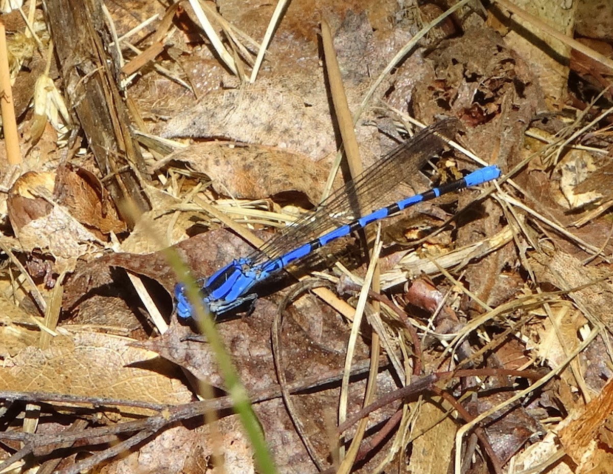 Pond Damselfly | Project Noah