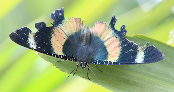 North Queensland Day Moth or Zodiac Moth | Project Noah