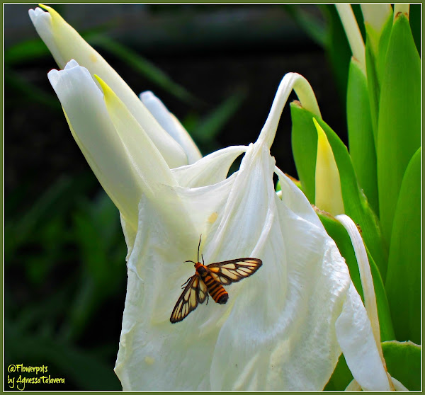 Amata Wasp Moth | Project Noah