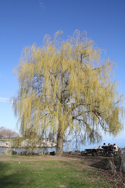 Willow Tree | Project Noah