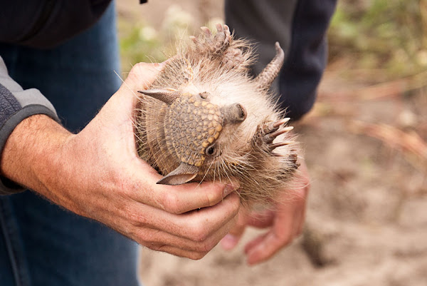 Screaming Hairy Armadillo | Project Noah