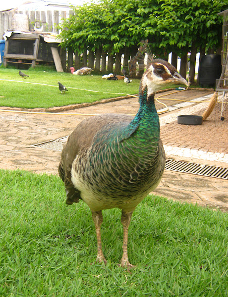 Indian Peafowl (female) | Project Noah