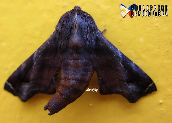 MANGO SHOOT BORER | Project Noah