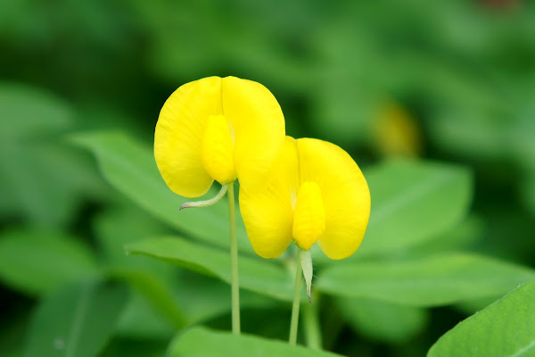 Perennial Peanut Plant | Project Noah