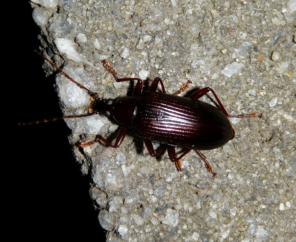 ? Comb-clawed Beetle | Project Noah
