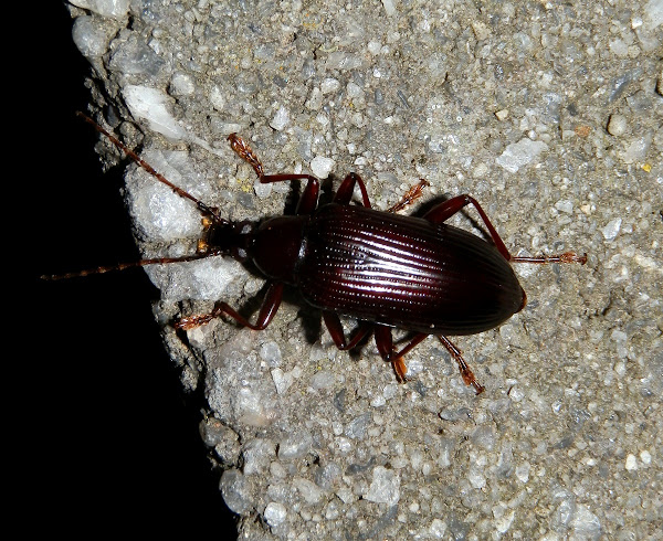 ? Comb-clawed Beetle | Project Noah