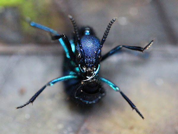 Rove Beetle | Project Noah