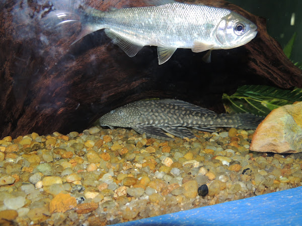 Pink Tailed Chalceus; Fish-Base | Project Noah