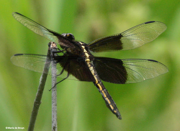Widow skimmer dragonfly | Project Noah
