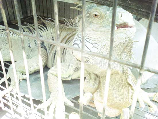 Iguana | Project Noah