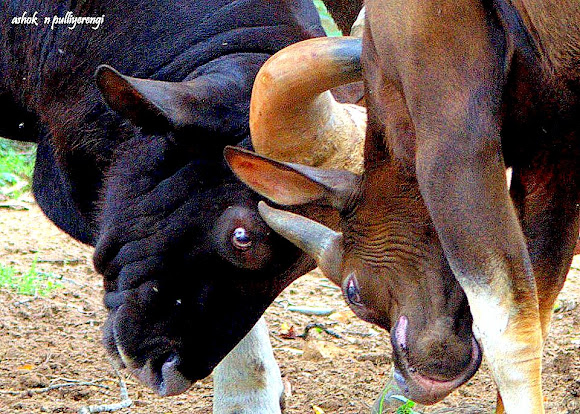 Indian bison | Project Noah