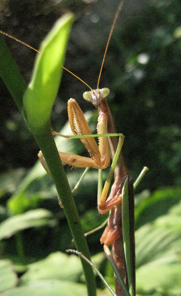 Chinese Mantis, male | Project Noah