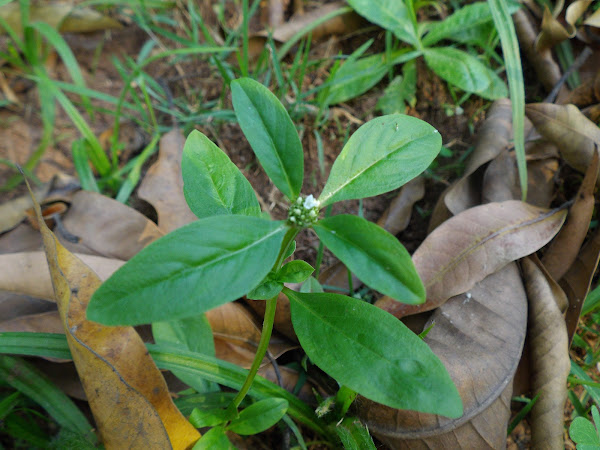 Poaia | Project Noah