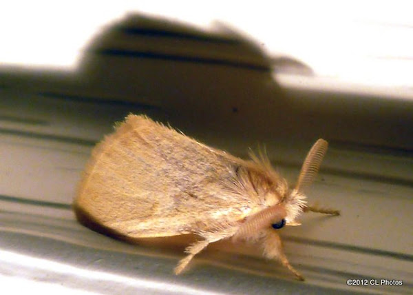 Yellow Tussock Moth | Project Noah