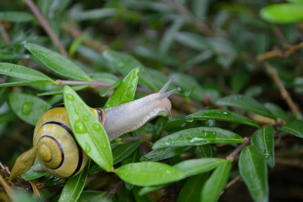 Grove snail | Project Noah