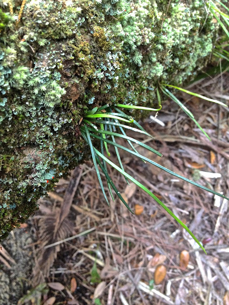 Shoestring Fern | Project Noah