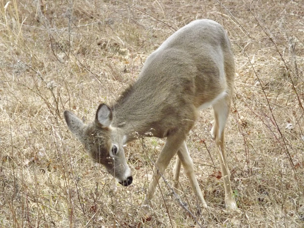 White-tailed Deer | Project Noah