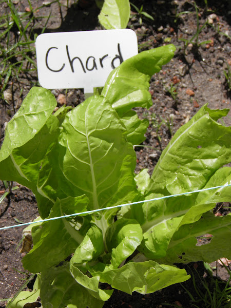 chard | Project Noah