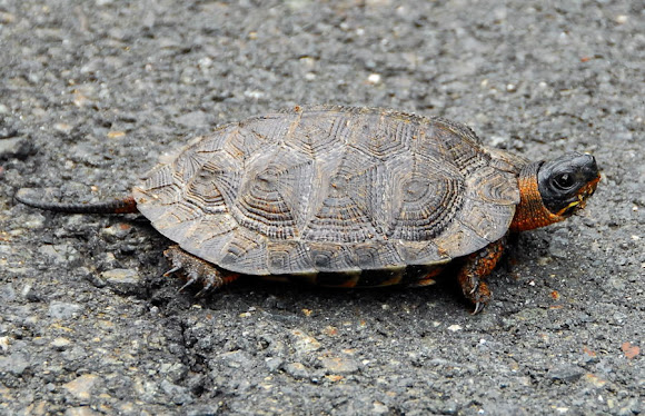 Wood Turtle | Project Noah