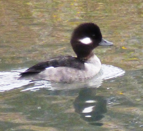 Bufflehead ( Female), Baby | Project Noah