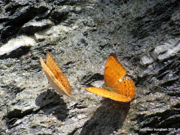 Large Yeoman (Male) | Project Noah