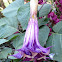 Angel trumpet seed pod | Project Noah