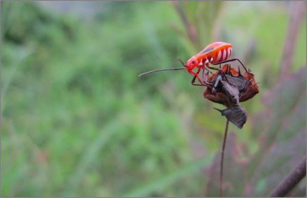 Red Cotton Stainer | Project Noah
