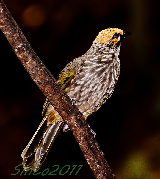 Straw headed Bulbul | Project Noah