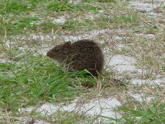 Hispid Cotton Rat | Project Noah