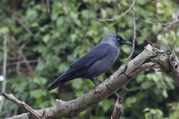 Jackdaw | Project Noah