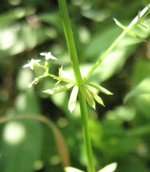 Smooth Bedstraw | Project Noah