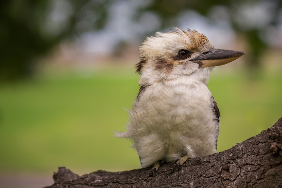 Kookabarra | Project Noah