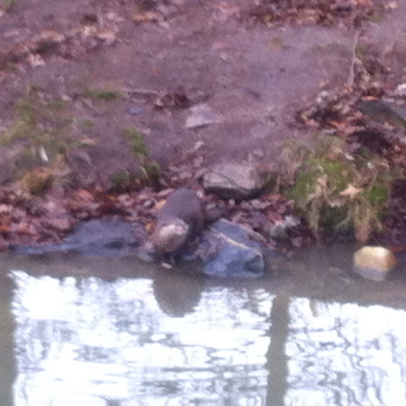 Otter | Project Noah